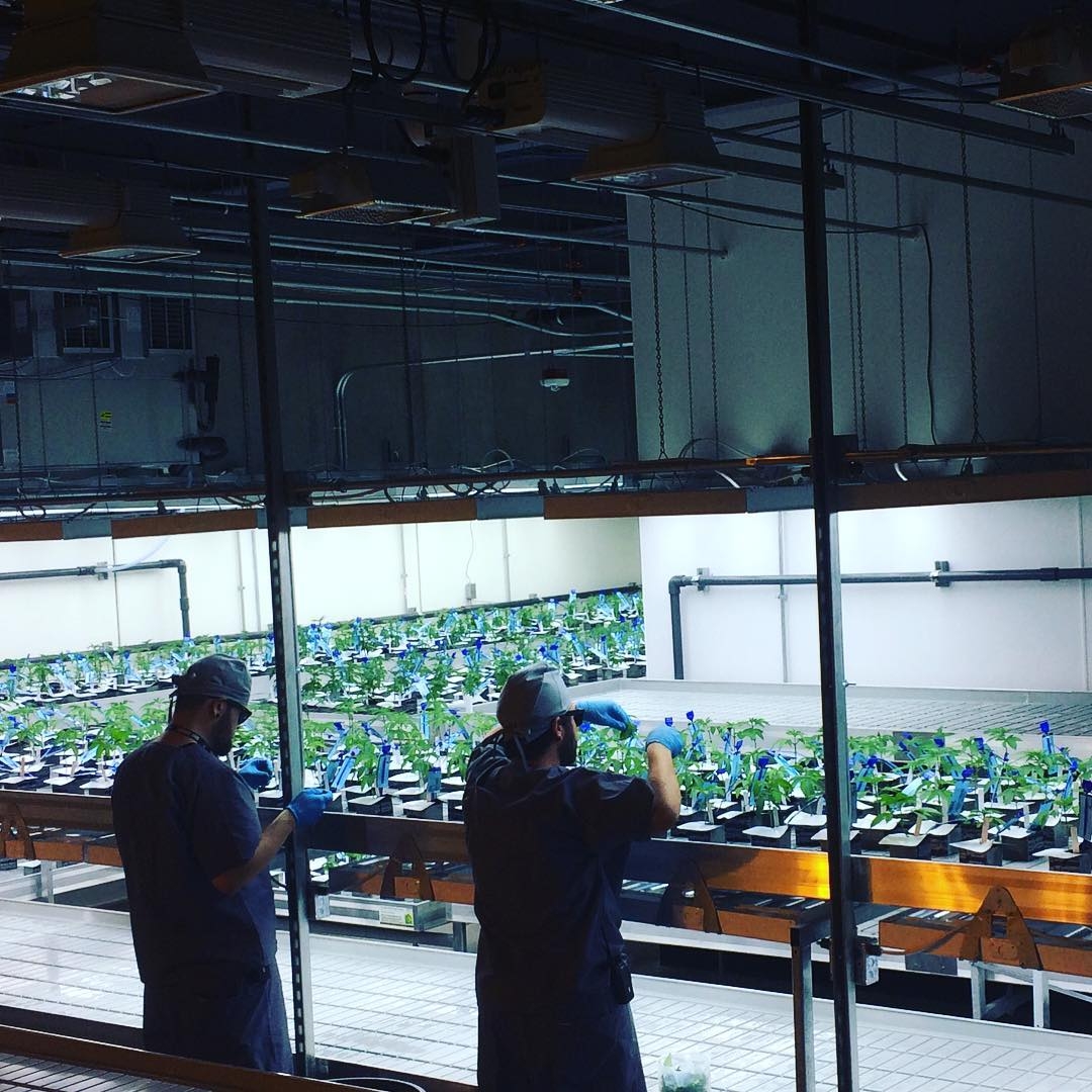 Rare Dankness breeder. Seed bank info - GrowDiaries