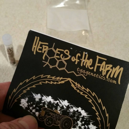 TGA Genetics Subcool Seeds breeder. Seed bank info - GrowDiaries