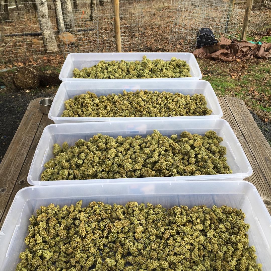 Massive Seeds breeder. Seed bank info - GrowDiaries