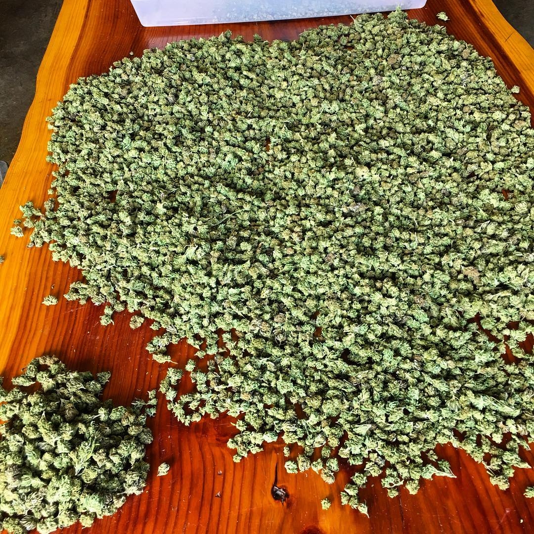 Massive Seeds breeder. Seed bank info - GrowDiaries