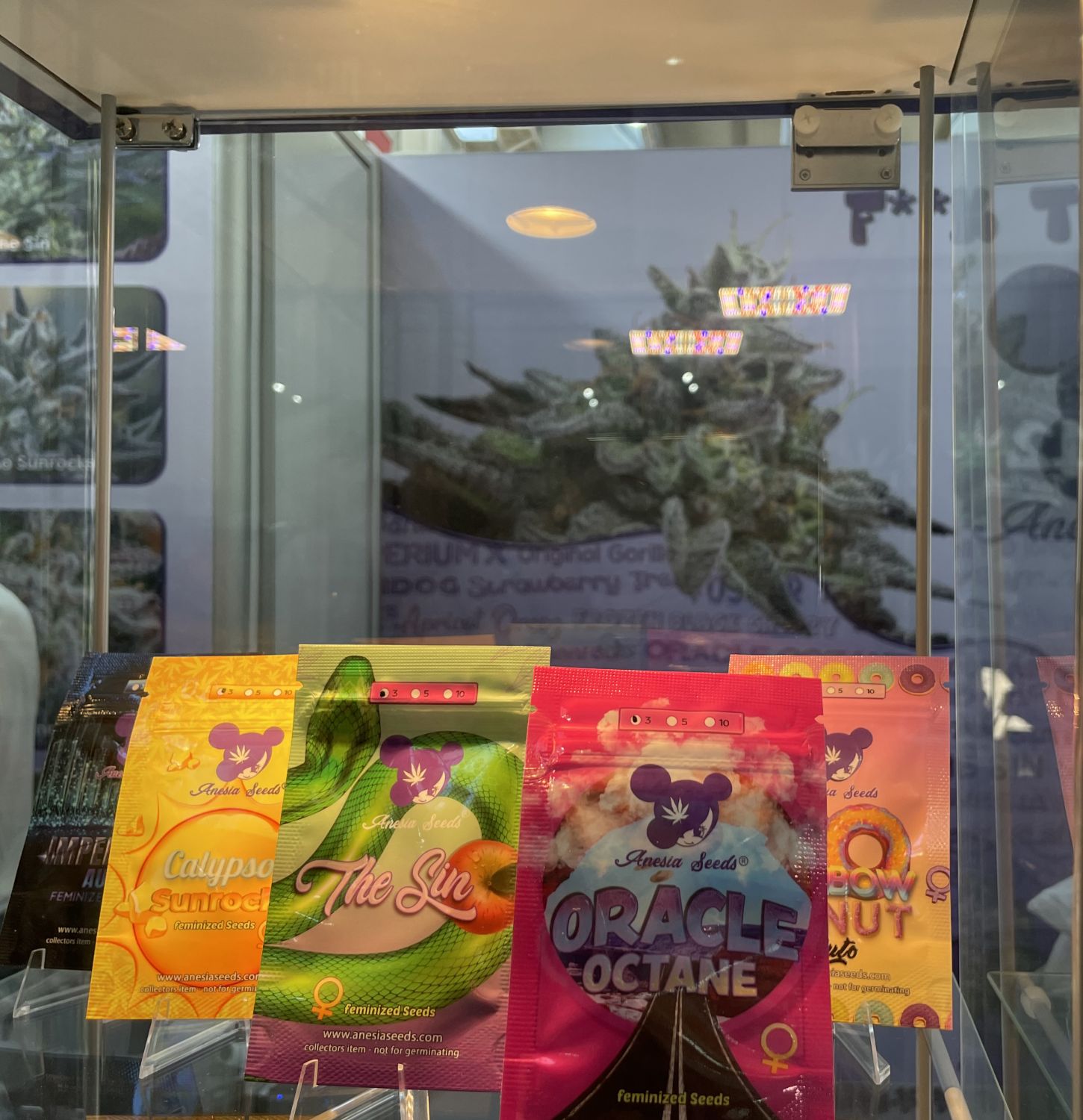 Anesia Seeds breeder. Seed bank info - GrowDiaries