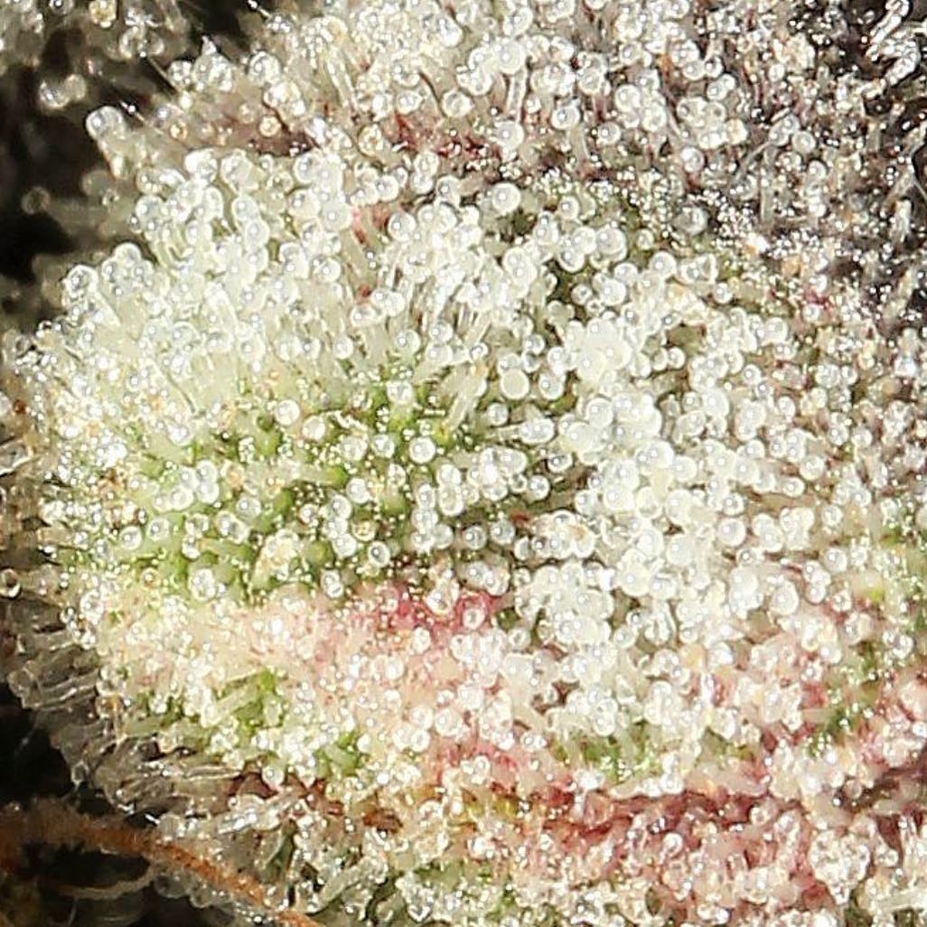 Cannarado Genetics breeder. Seed bank info - GrowDiaries