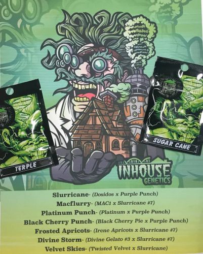 In House Genetics breeder. Seed bank info - GrowDiaries