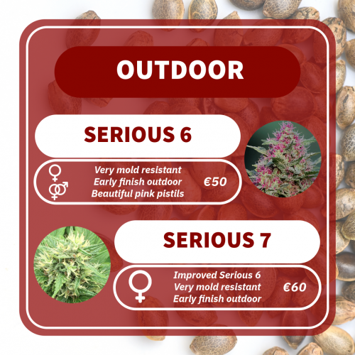 Serious Seeds breeder. Seed bank info - GrowDiaries