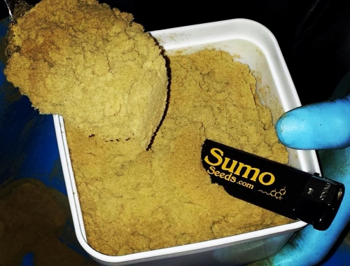 Sumo Seeds breeder. Seed bank info - GrowDiaries