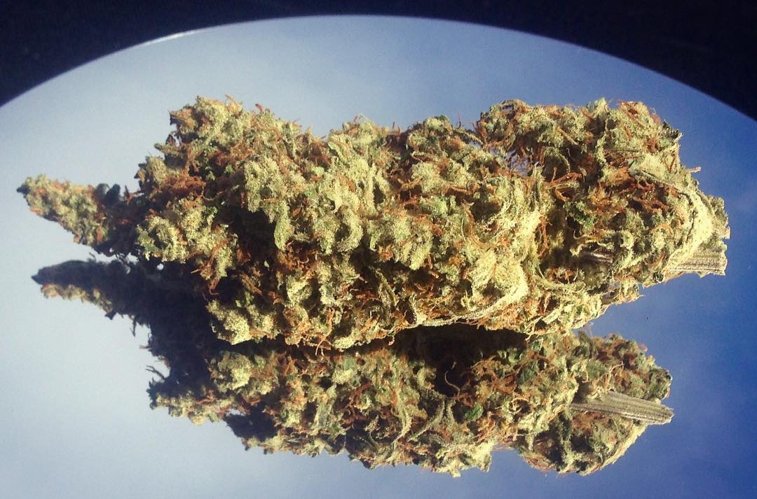 Sumo Seeds breeder. Seed bank info - GrowDiaries