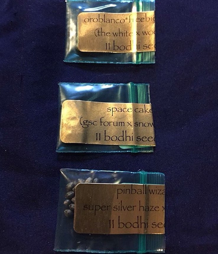 Bodhi Seeds breeder. Seed bank info - GrowDiaries