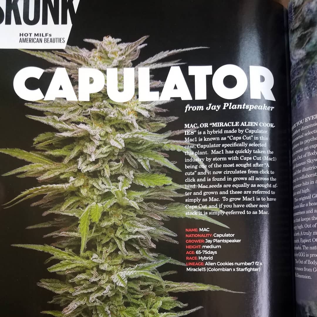 Capulator breeder. Seed bank info - GrowDiaries
