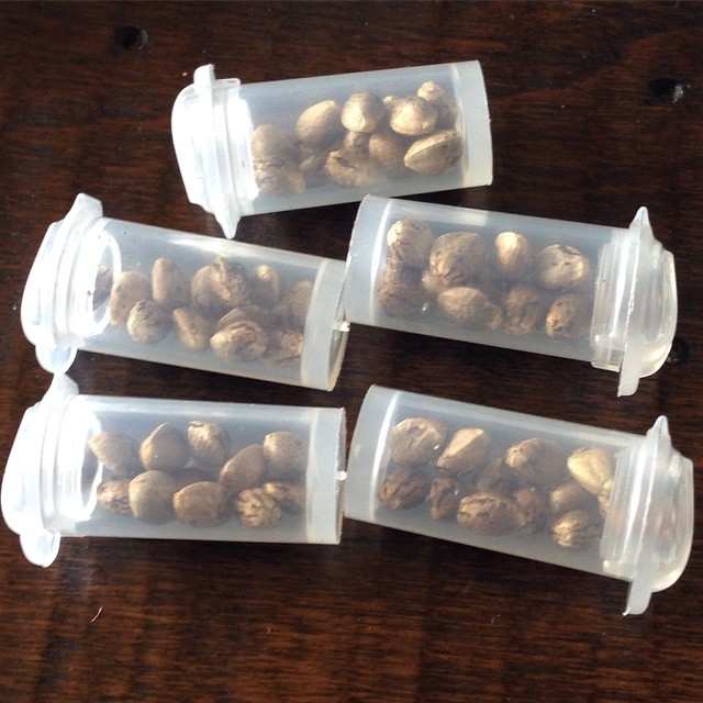 Archive Seed Bank breeder. Seed bank info - GrowDiaries