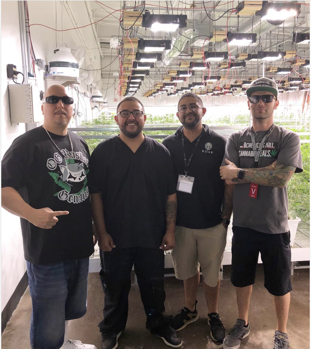 OG Raskal Genetics breeder. Seed bank info - GrowDiaries