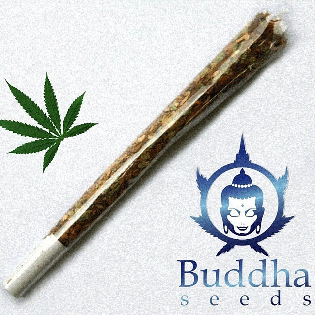 Buddha Seeds breeder. Seed bank info - GrowDiaries