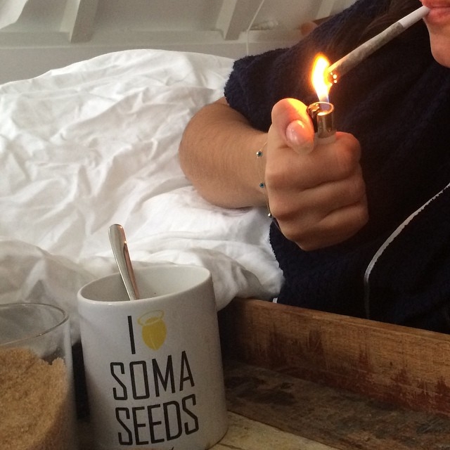 Soma Seeds breeder. Seed bank info - GrowDiaries