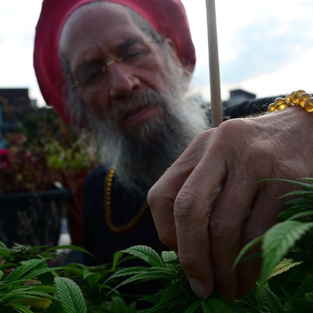 Soma Seeds breeder. Seed bank info - GrowDiaries