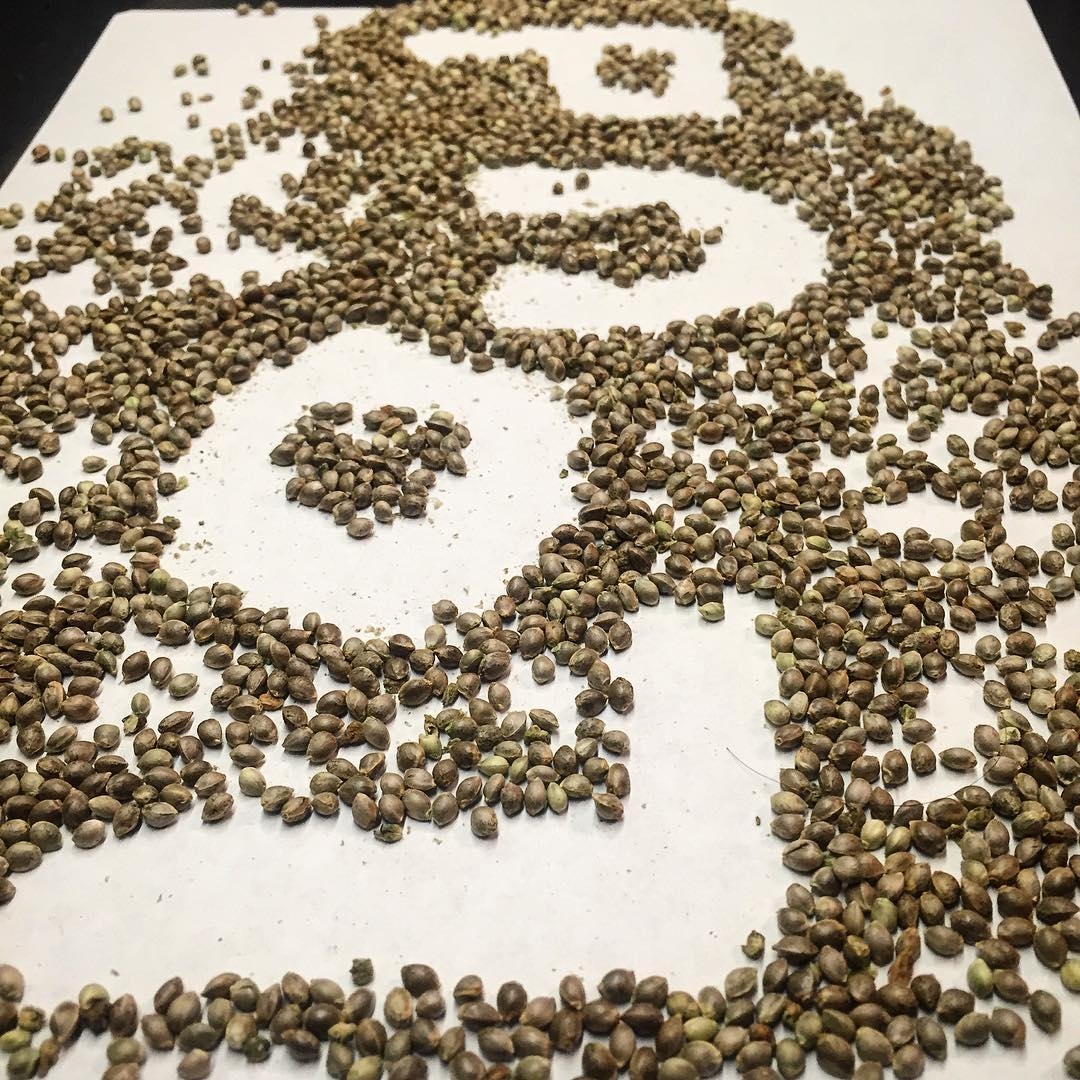 Loud Seeds breeder. Seed bank info - GrowDiaries