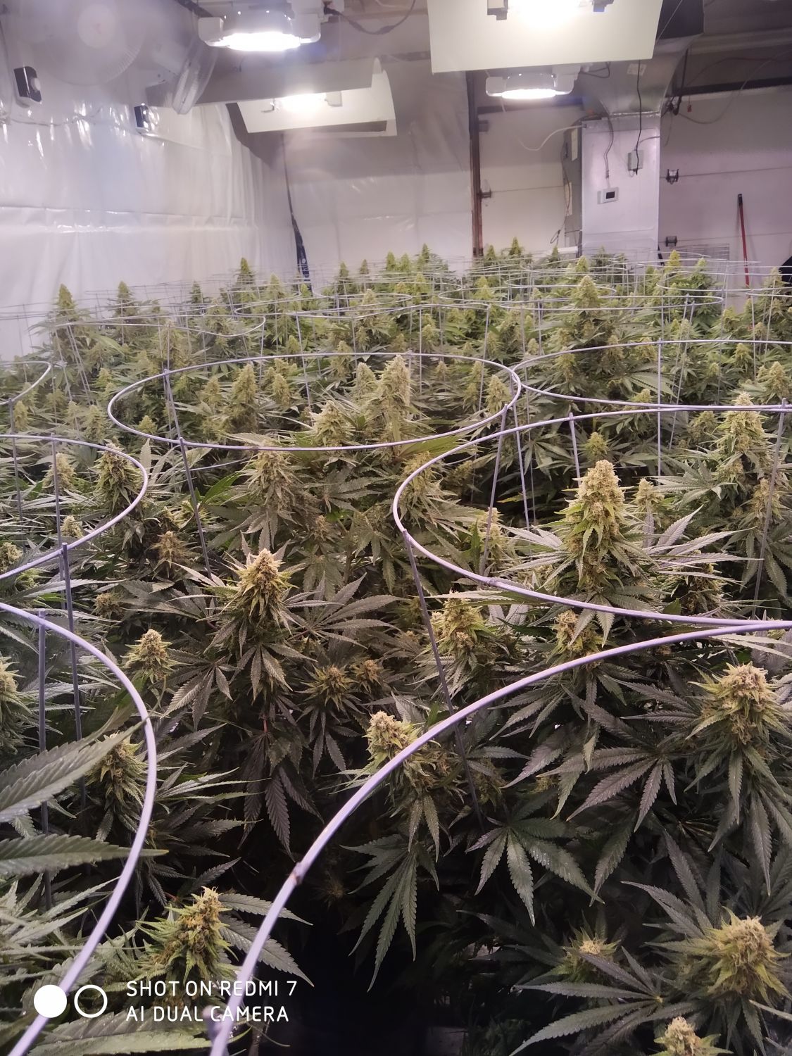 Quebec Cannabis Seeds QCS breeder. Seed bank info - GrowDiaries