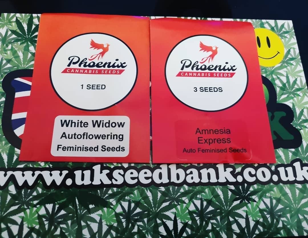 Phoenix Seeds breeder. Seed bank info - GrowDiaries
