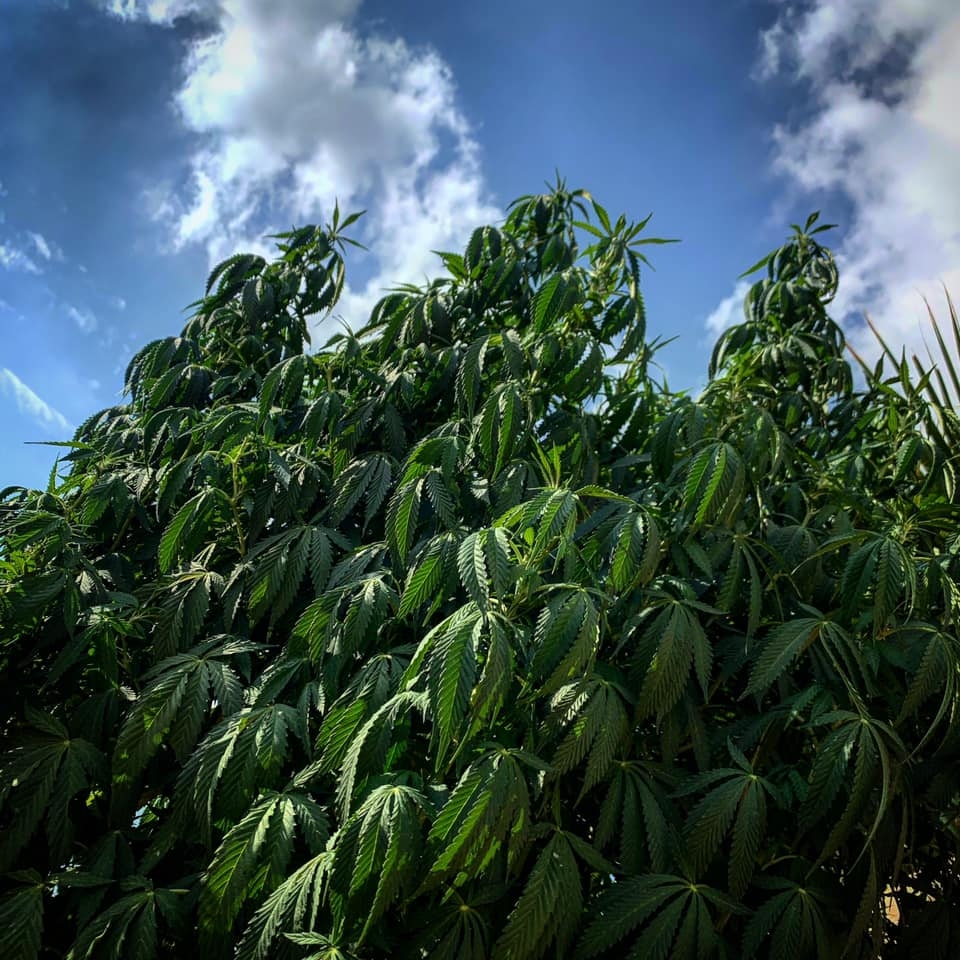 Monster Genetics breeder. Seed bank info - GrowDiaries