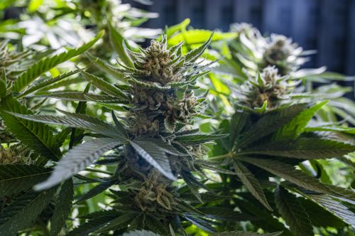 BSF Seeds breeder. Seed bank info - GrowDiaries