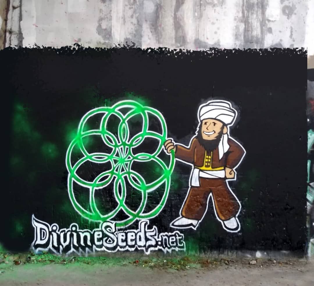 Divine Seeds breeder. Seed bank info - GrowDiaries