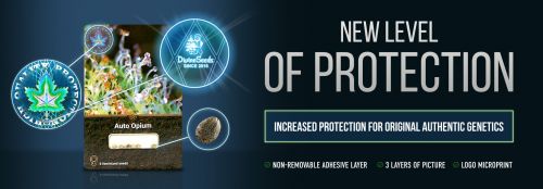 Divine Seeds breeder. Seed bank info - GrowDiaries