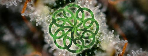 Divine Seeds breeder. Seed bank info - GrowDiaries