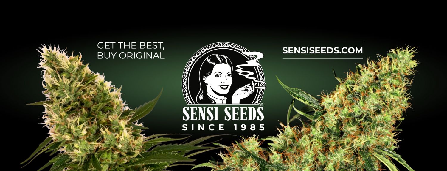 Sensi Seeds breeder. Seed bank info - GrowDiaries