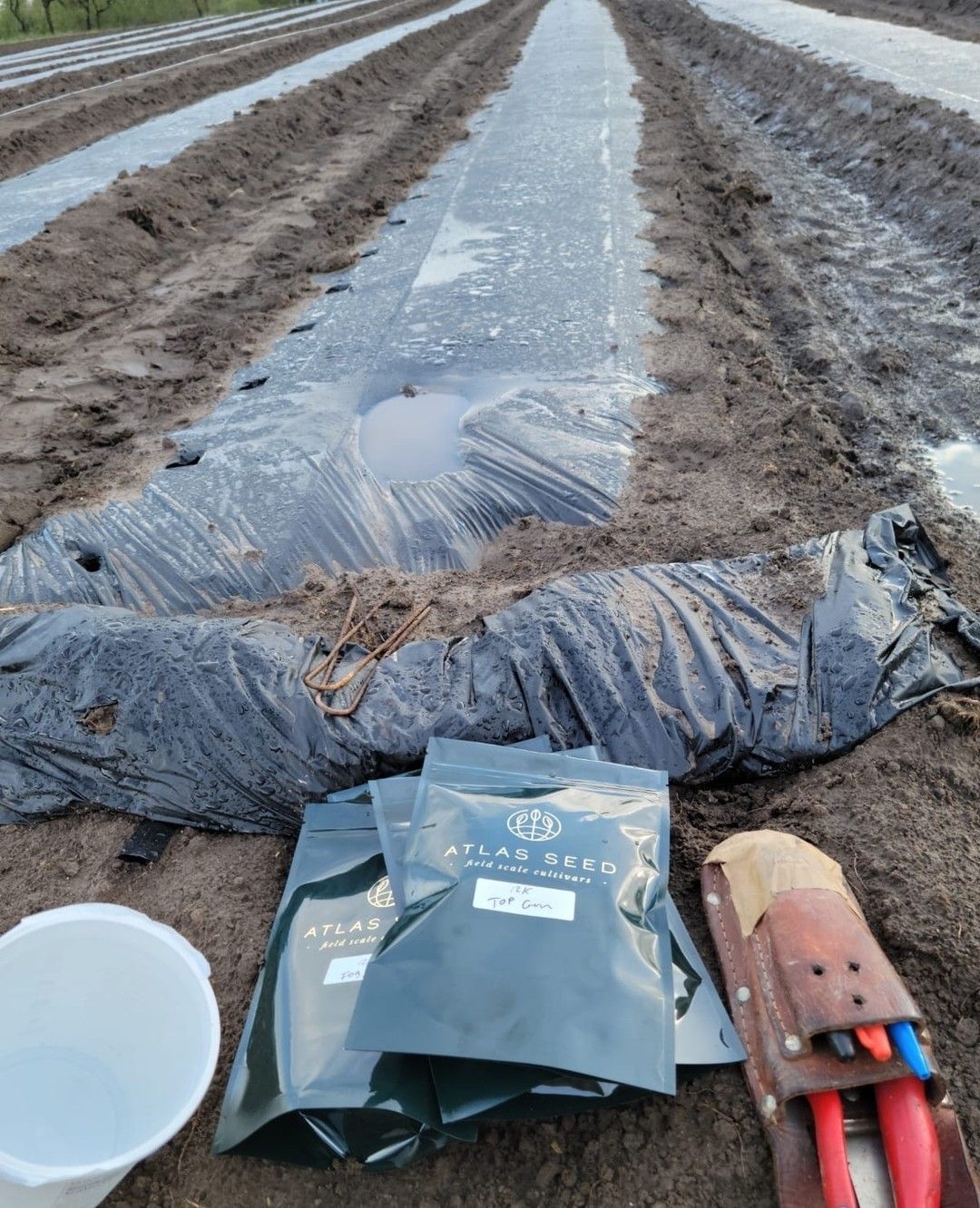 Atlas Seed breeder. Seed bank info - GrowDiaries