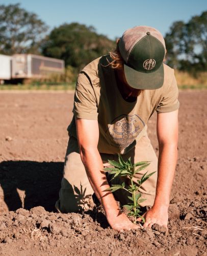 Atlas Seed breeder. Seed bank info - GrowDiaries