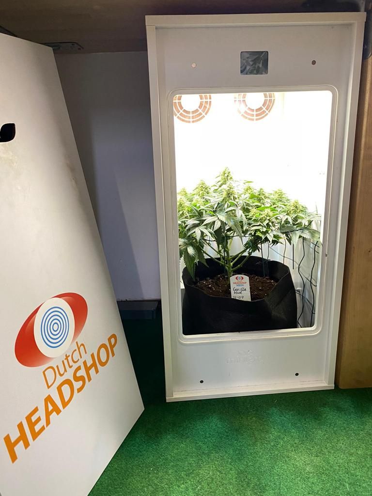 Dutch-Headshop Seeds breeder. Seed bank info - GrowDiaries