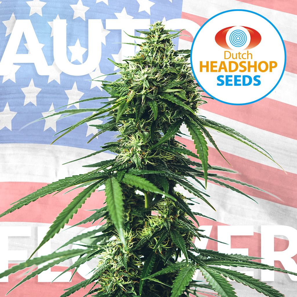 Dutch-Headshop Seeds breeder. Seed bank info - GrowDiaries