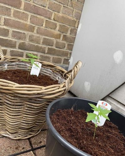 Dutch-Headshop Seeds breeder. Seed bank info - GrowDiaries