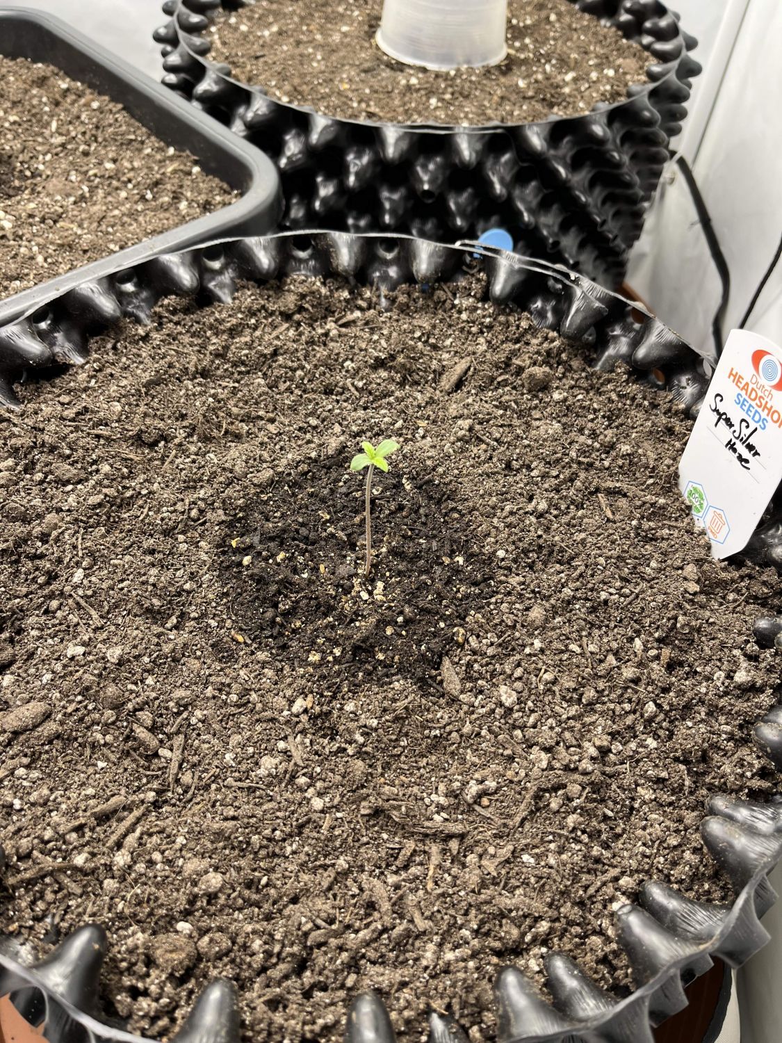 Dutch-Headshop Seeds breeder. Seed bank info - GrowDiaries