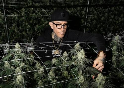 Compound Genetics breeder. Seed bank info - GrowDiaries