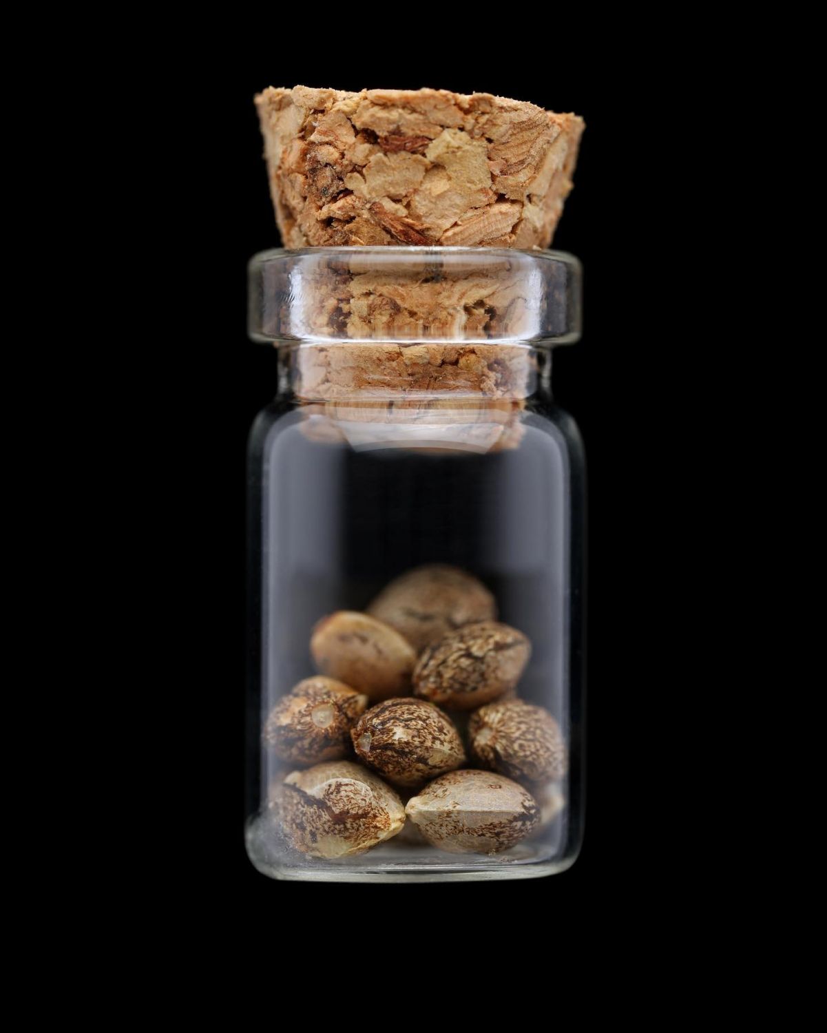 Compound Genetics breeder. Seed bank info - GrowDiaries