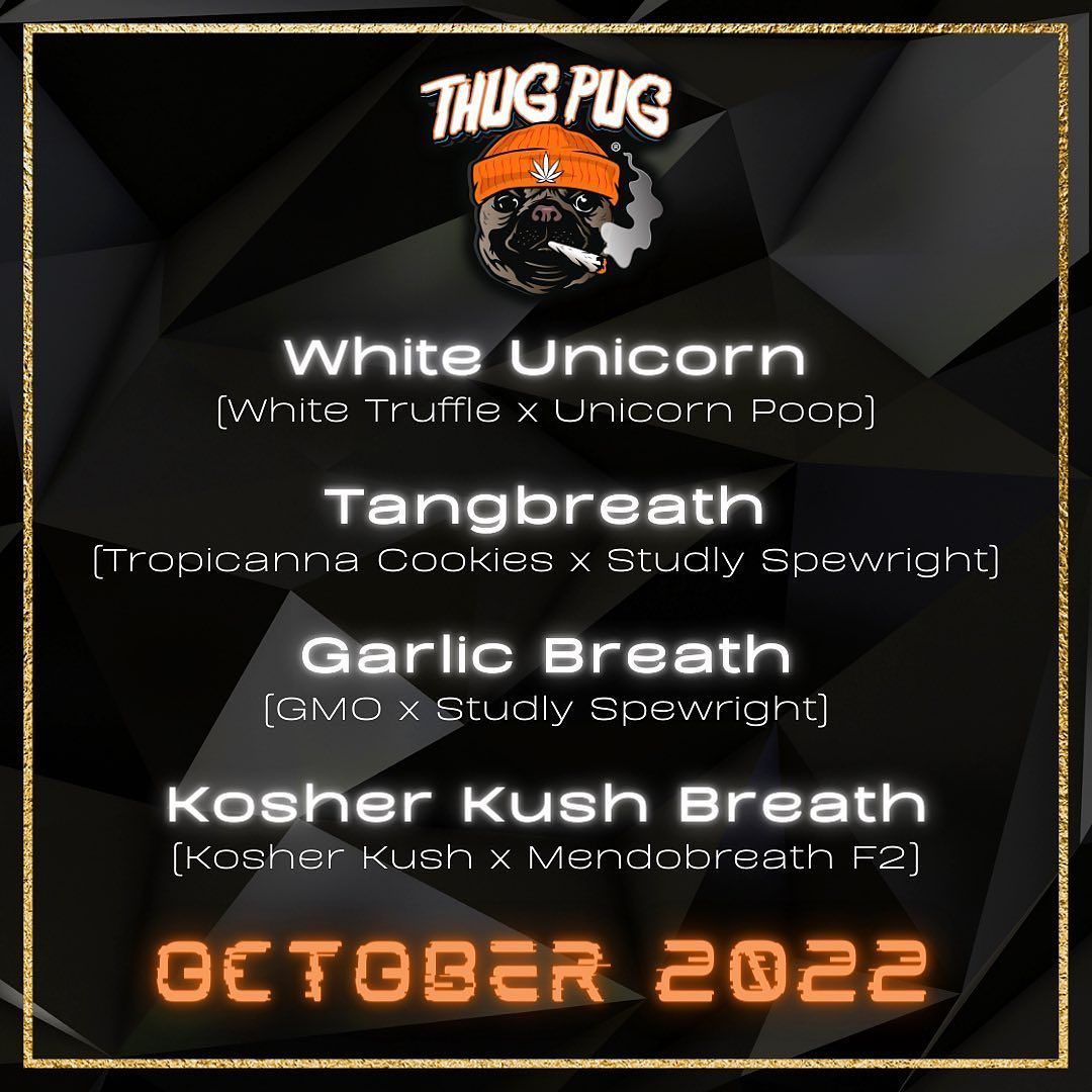 Thug Pug Genetics breeder. Seed bank info - GrowDiaries