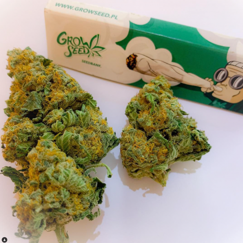 Grow Seed breeder. Seed bank info - GrowDiaries