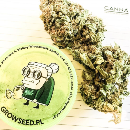 Grow Seed breeder. Seed bank info - GrowDiaries