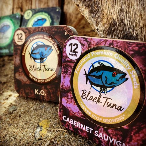 Black Tuna Seeds breeder. Seed bank info - GrowDiaries