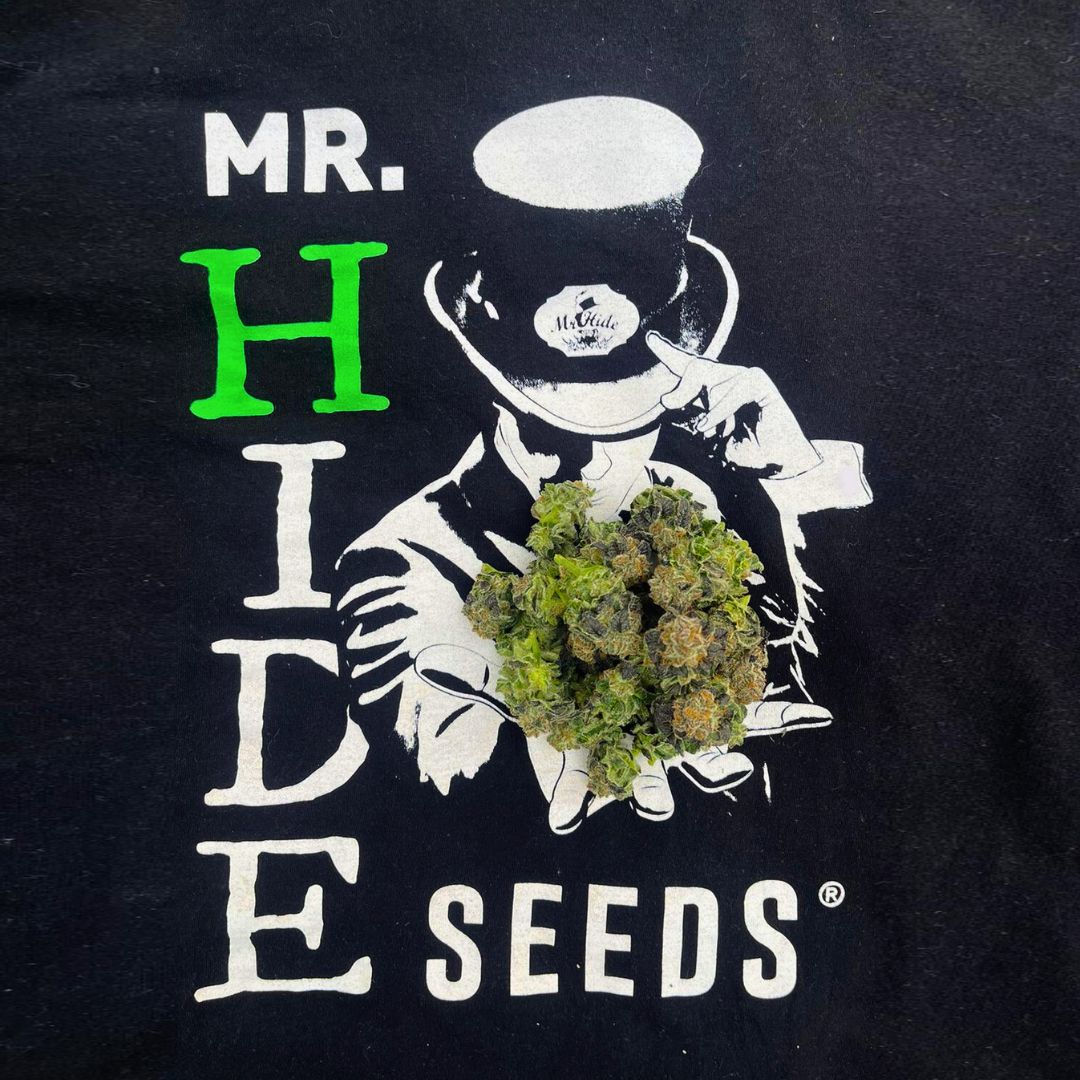 Mr. Hide Seeds breeder. Seed bank info - GrowDiaries