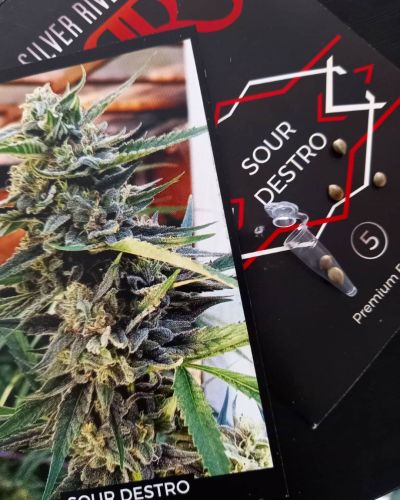 Silver River Seeds breeder. Seed bank info - GrowDiaries