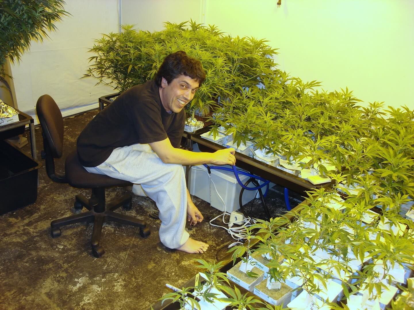 Authentic Genetics breeder. Seed bank info - GrowDiaries