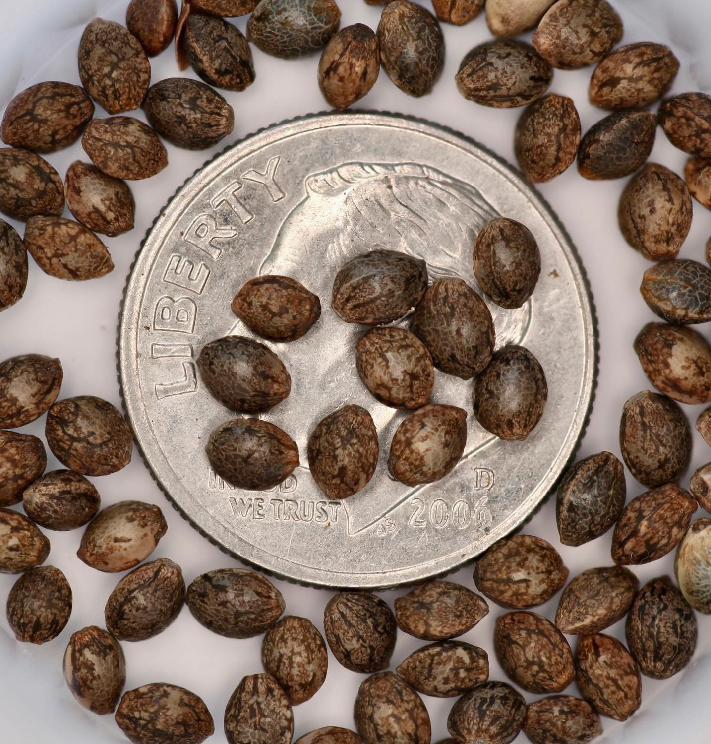 Authentic Genetics breeder. Seed bank info - GrowDiaries