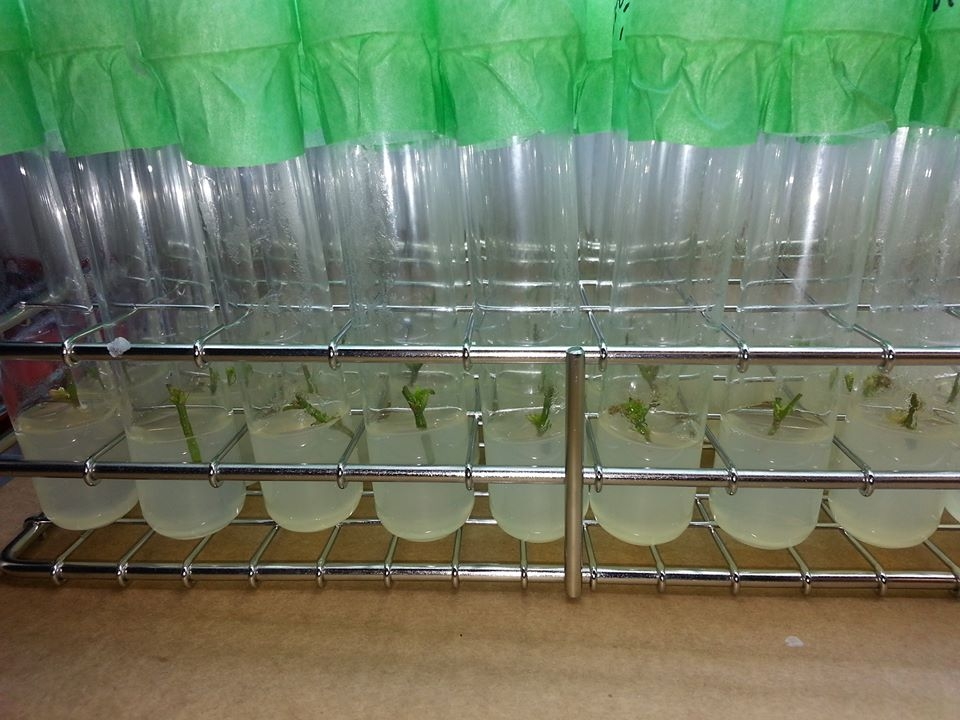 Reeferman seeds breeder. Seed bank info - GrowDiaries