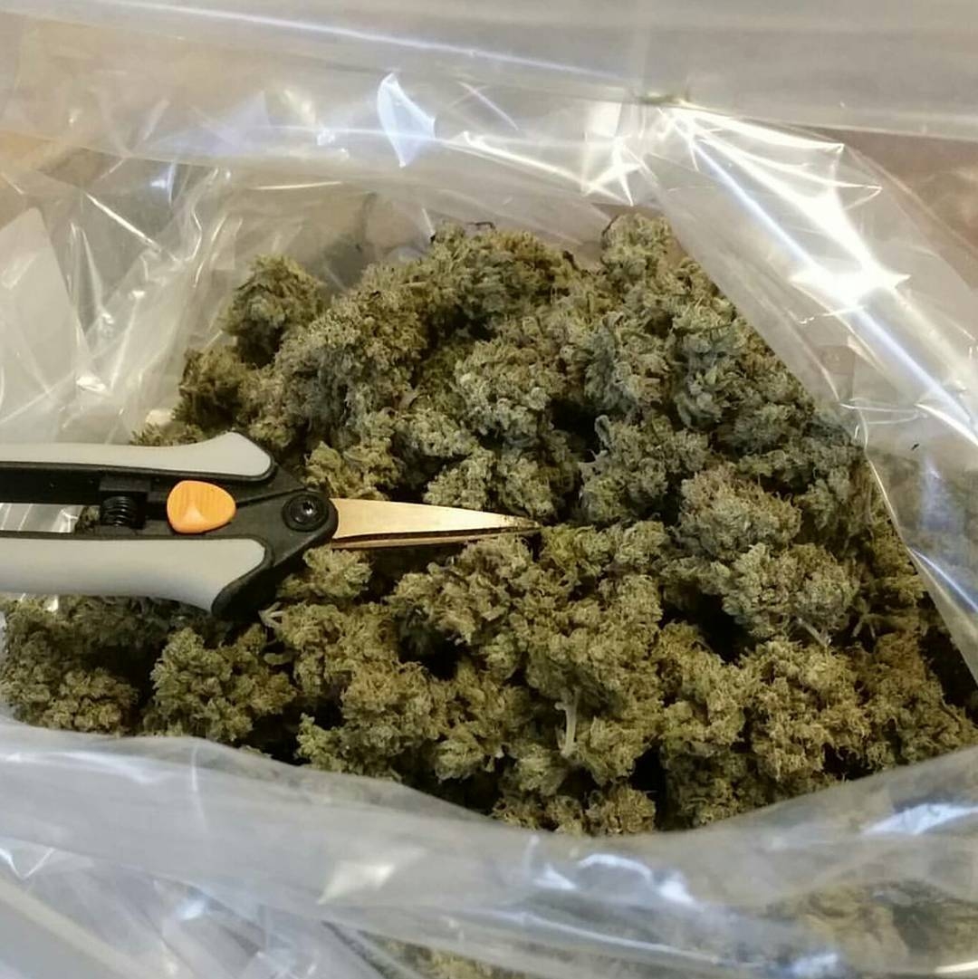 Resin seeds breeder. Seed bank info - GrowDiaries