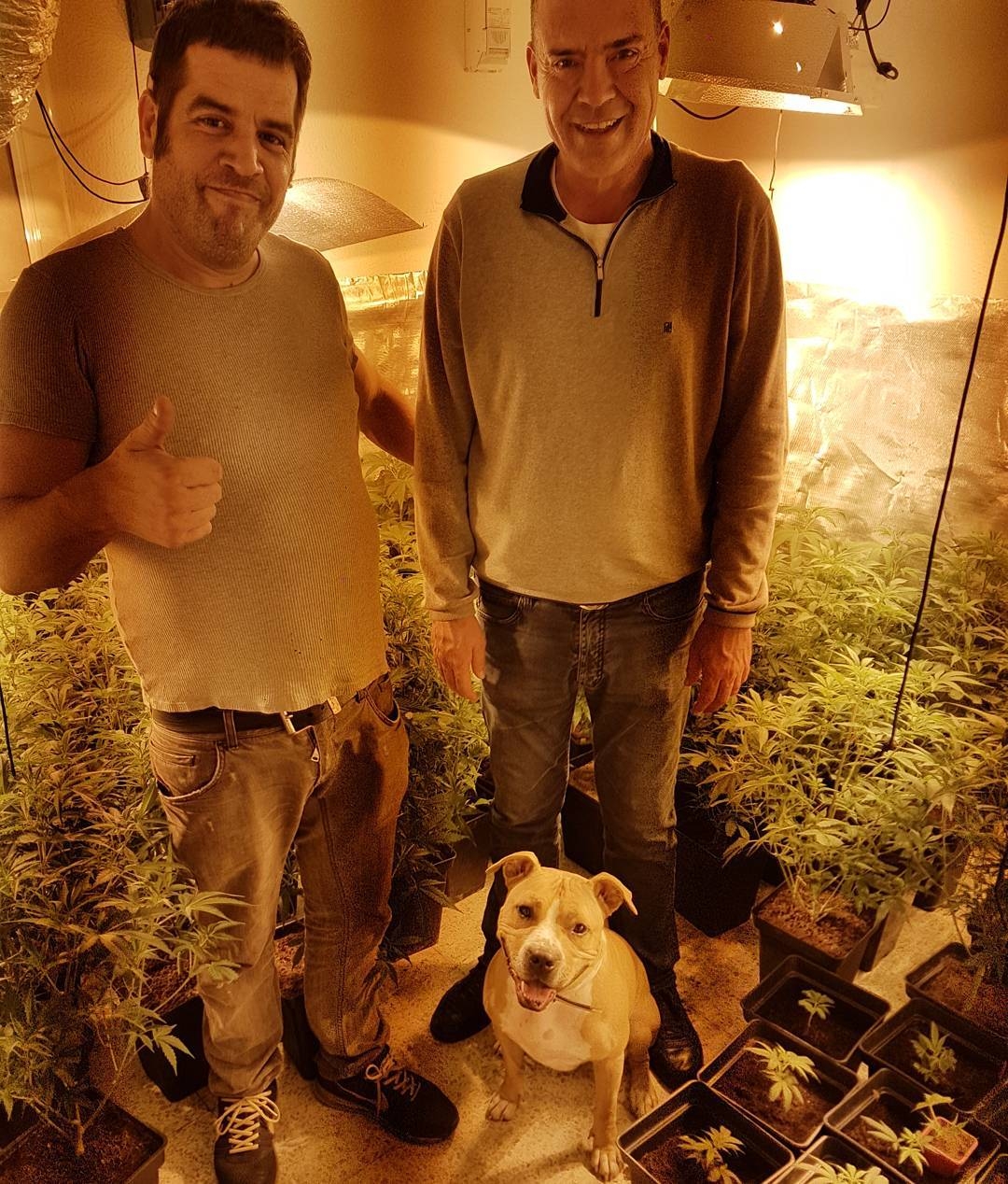 Resin seeds breeder. Seed bank info - GrowDiaries