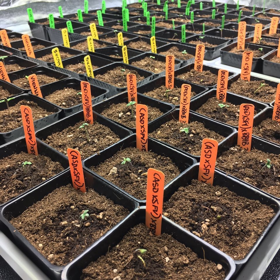 Humboldt Seed Organization breeder. Seed bank info - GrowDiaries