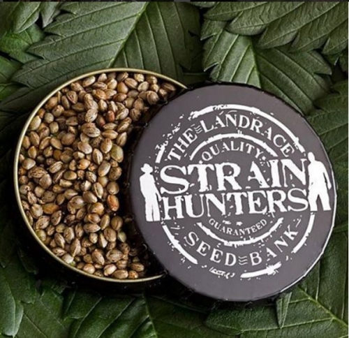 Strain Hunters breeder. Seed bank info - GrowDiaries