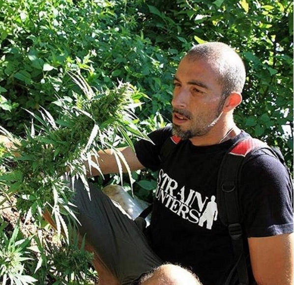 Strain Hunters breeder. Seed bank info - GrowDiaries