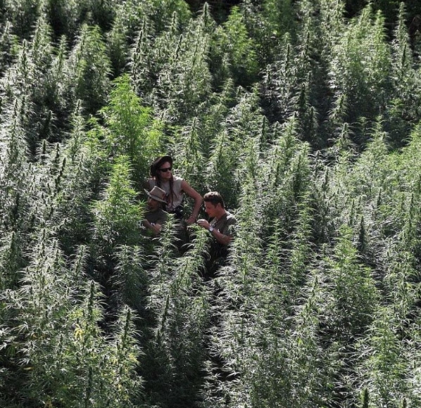 Strain Hunters breeder. Seed bank info - GrowDiaries