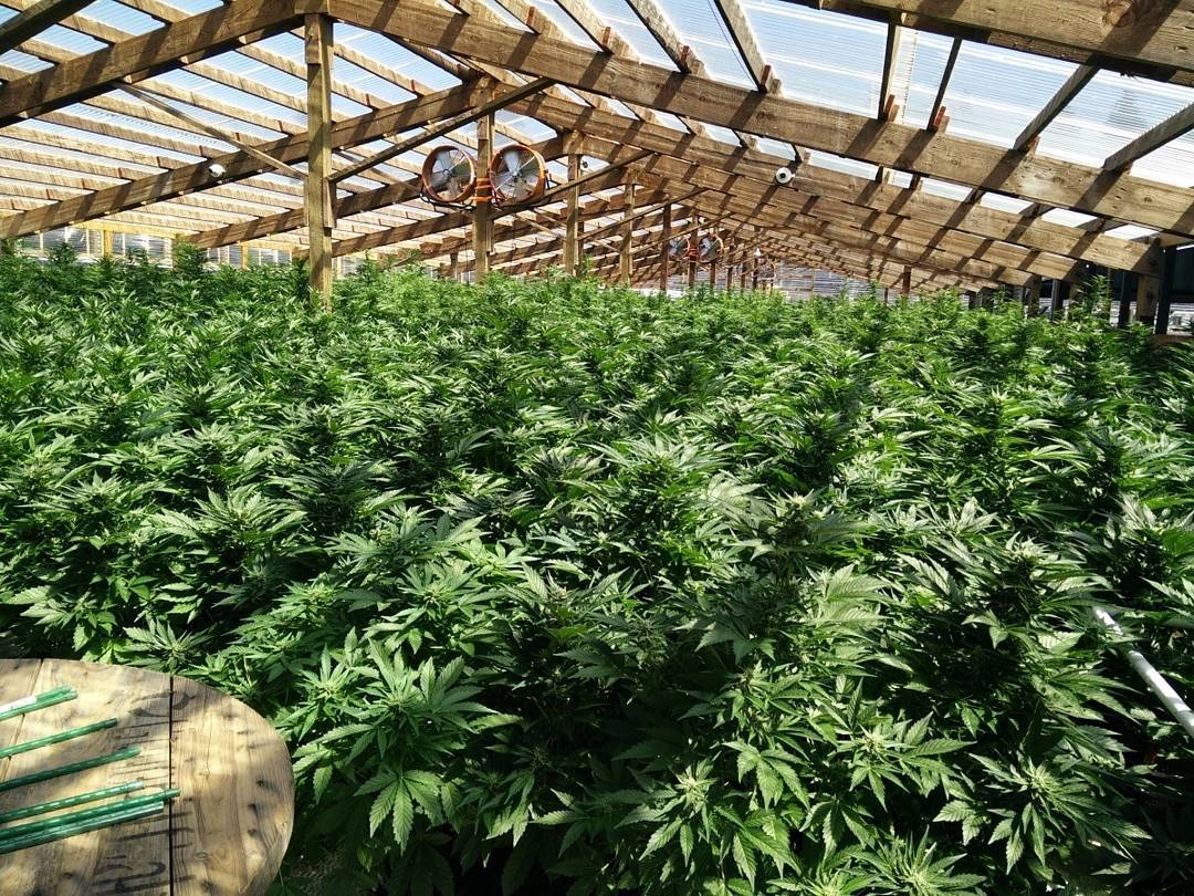 Mephisto Genetics breeder. Seed bank info - GrowDiaries